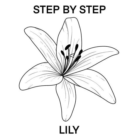 Step By Step Lily Drawing Tutorial