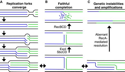 Recbcd Sbccd And Exoi Process A Substrate Created By Convergent Replisomes To Complete Dna