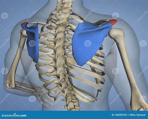 Acromion Of Scapula M Skel Scapula Acromion 18 3d Model Royalty Free