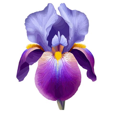 Iris Icon Png Clipart Free 23790839 Png