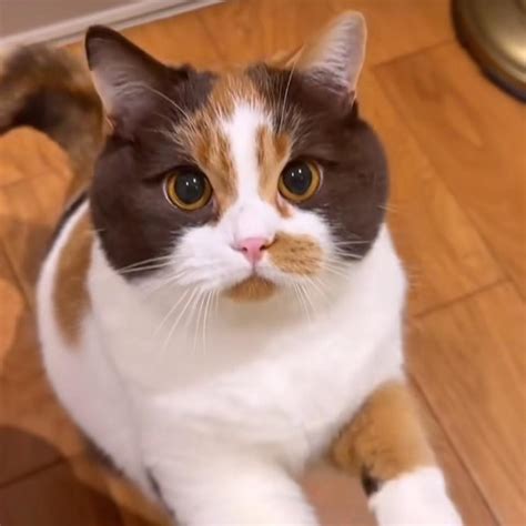 เรื่องใช้งานแม่ไว้ใจเตอร์ แมวอ้อน แมวอ้วน แมวอ้วนน่ารัก Catvideoviral แมวพูดมาก คลิปแมว