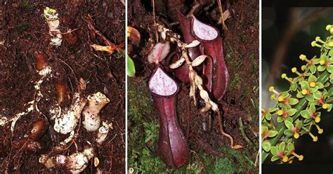 땅속에서 벌레 잡아먹는 육식식물 새로 발견