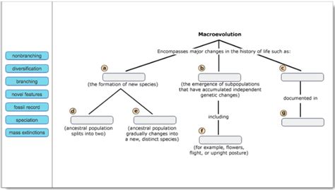 Connecting The Concepts Macroevolutionthe Clutch Prep