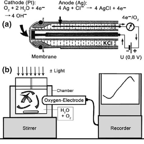 Principle Of The Function Of A Polarographic Oxygen O 2 Electrode Download Scientific