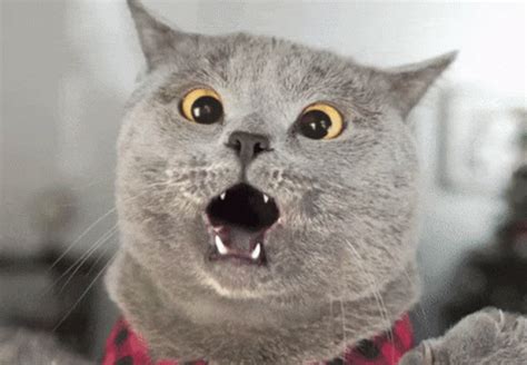 Cat Wow  Cat Wow Surprise Discover And Share S
