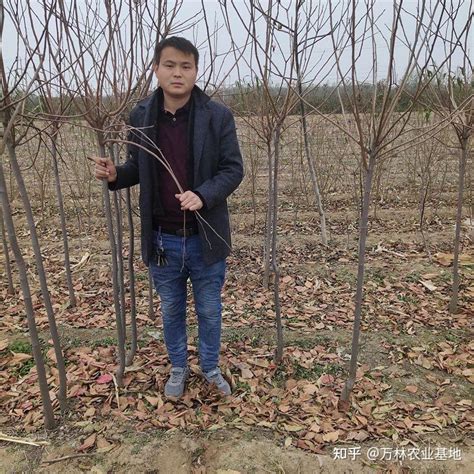 种植太秋柿子树苗如何可以提高产量适应什么树形种植 知乎