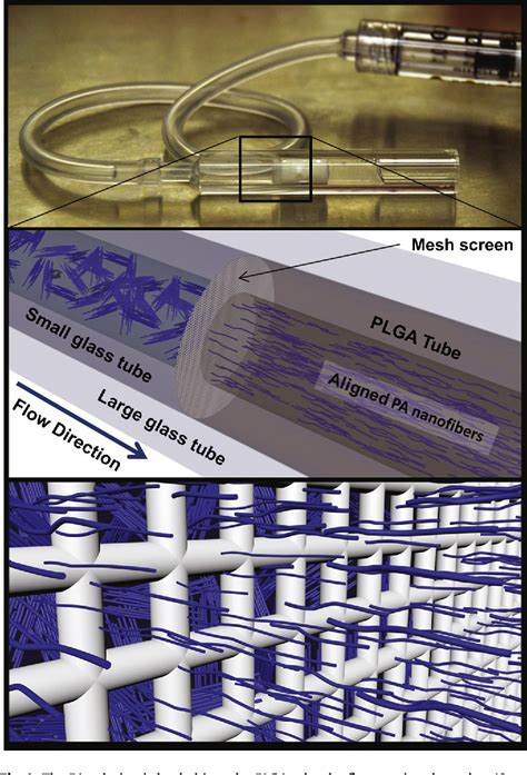 Figure 1 From A Bioengineered Peripheral Nerve Construct Using Aligned Peptide Amphiphile
