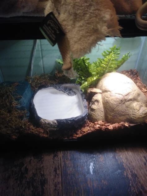 Rate My Ball Python Setup From 0 To 10 Rballpython