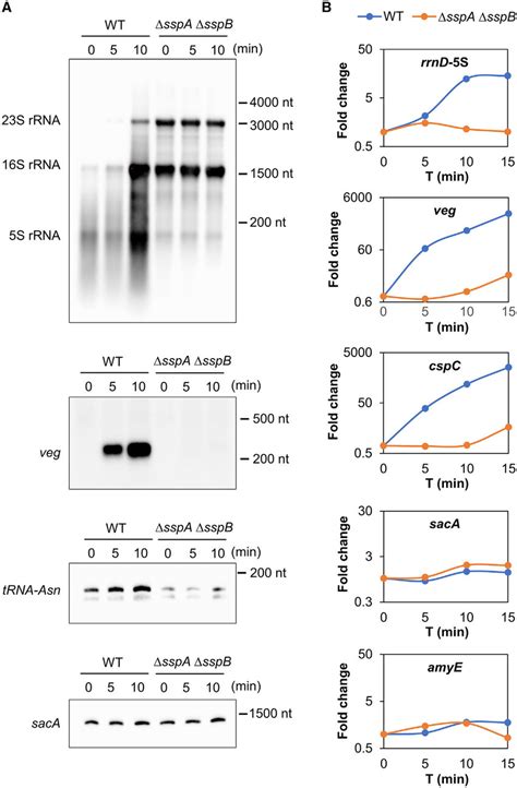 Rnap Transition To Downstream Sequences During Germination Reflects
