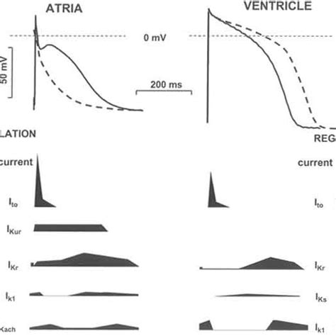 Reverse Rate Dependent Apd Prolongation By I Kr Block 1 µm