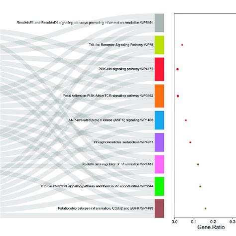 KEGG Pathway Enrichment Analysis For The Common Target Genes Of