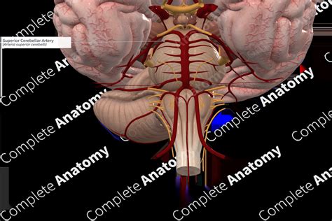 Superior Cerebellar Artery Complete Anatomy
