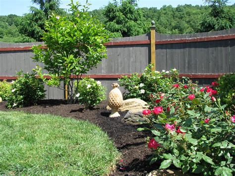20 Beautiful Climbing Hydrangea Trellis Joey Joeysocial