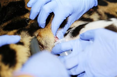 Premium Photo A Clouded Leopard Genitalia In An Animal Hospital That