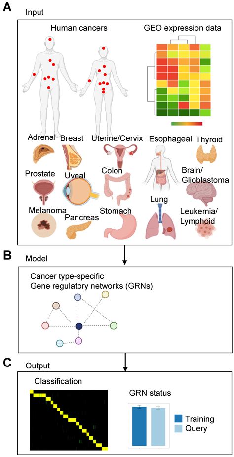 Cancers Free Full Text Identifying Cancer Type Specific