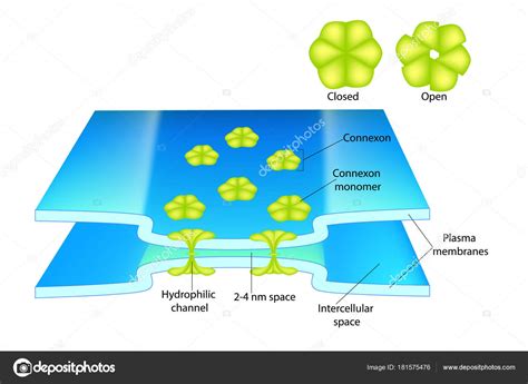 Electrical Synapse Diagram