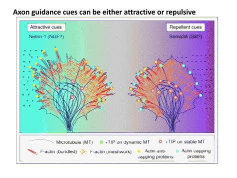 Ppt Axon Outgrowth And Pathfinding Powerpoint Presentation Free Download Id 3706071