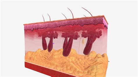 A Free Nerve Ending Is An Unencapsulated Dendrite Of A Sensory Neuron
