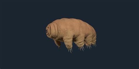 Tardigrade Blender Market