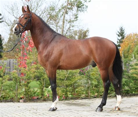 Hungarian Warmblood Horse Info Origin History Pictures