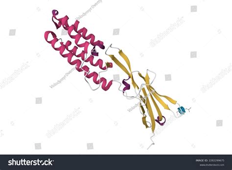 Crystal Structure Human Sperm Membrane Protein Stock Illustration