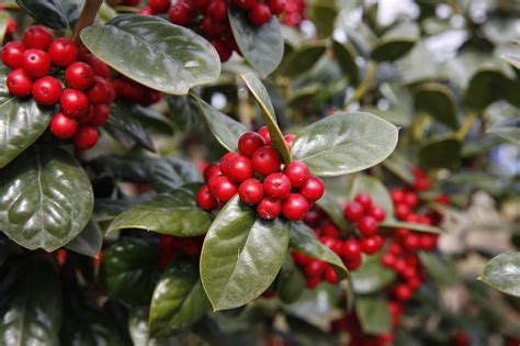 호랑가시나무의 빨강 열매 연말연시 불우이웃 돕기의 상 오마이포토