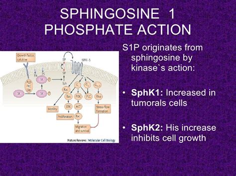 Sphingolipids