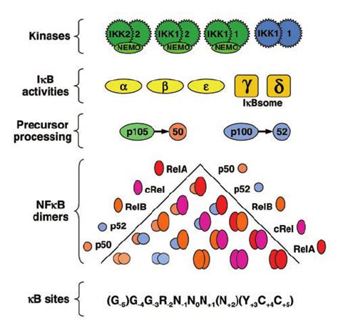 Components of the IKK I κ B NF κ B signaling system The IKK form Download Scientific Diagram