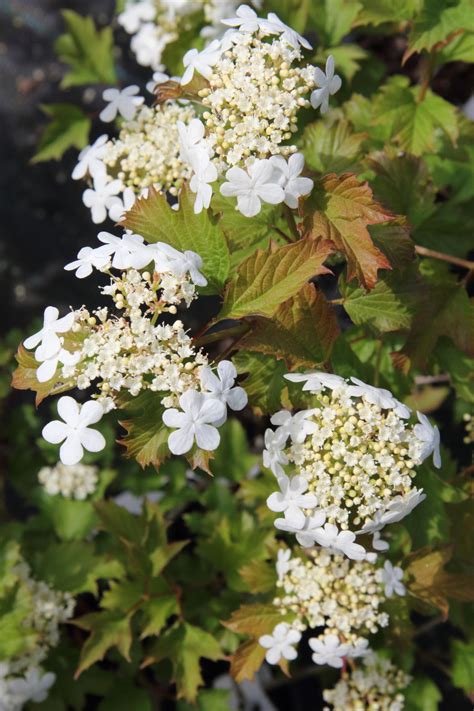 Viburnum Opulus ‘compactum Pan Global Plants