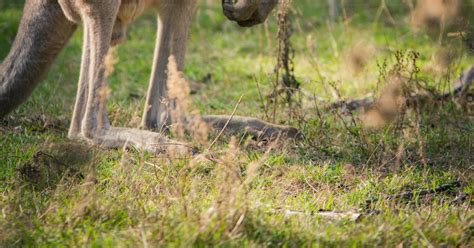 무성한 녹색 들판 위에 서 있는 캥거루 사진 Unsplash의 야생 생물 이미지