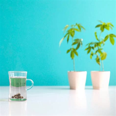 Cannabis Basics Choosing The Best Weed Strain Crop King Seeds