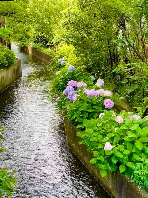 🌸🌸🌊🌳 ดอกไม้ในญี่ปุ่นเช้านี้🌳🌸🌸🎏 セイand ดอกไม้กับชนบทญี่ปุ่น