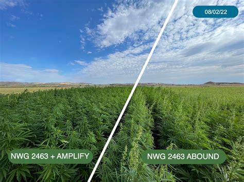 Amplify Trait New West Genetics