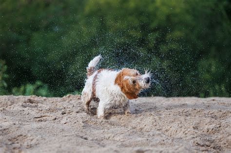 잭 러셀 테리어는 푸른 숲을 배경으로 모래 위에 서 있습니다 개가 물을 털어낸다 잭러셀테리어에 대한 스톡 사진 및 기타 이미지 잭러셀테리어 젖은 0명 Istock