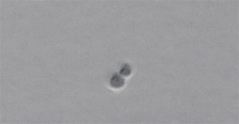 A Unique Experiment Shows How Multicellular Organisms Might Have