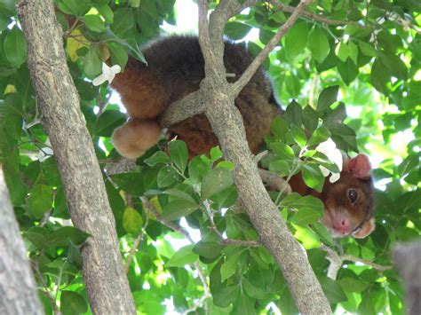 Letting It All Hang Out R Brisbane