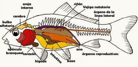Descubrimos Las Ciencias PreparaciÓn DisecciÓn De Un Pez Óseo