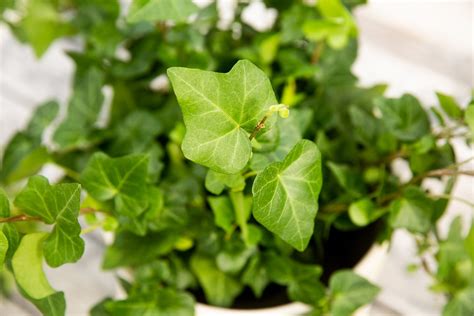 How To Care For An Ivy Plant Plant Ideas