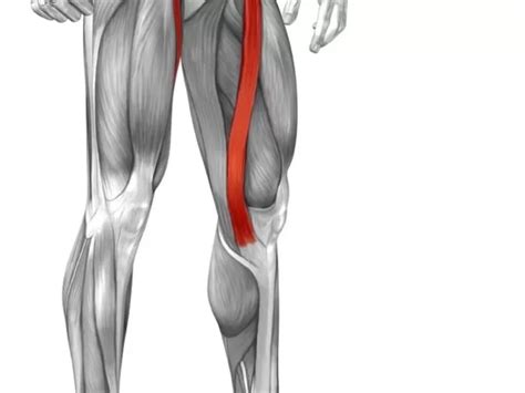 Sartorius Trigger Points