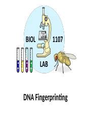 DNA Fingerprinting Identifying Individuals Based On Unique DNA