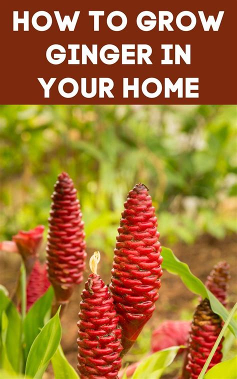 How To Grow Ginger In Your Home Artofit