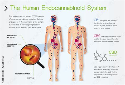 The Human Endocannabinoid System Effect On Body Vector Infographic On White Background Stock