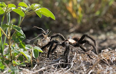 Tarantula Migration In Oklahoma 2025 Rove Me