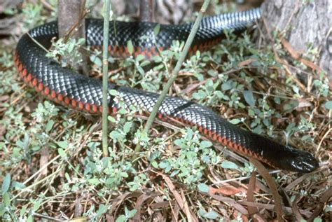 Bcc Snake Catchers