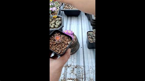 토담다육 라이브 다육판매영상 다육판매방 다육판매하는곳 다육이 다육이를부탁해 다육이판매영상 다육이라이브 다육이화분 선인장 코덱스 코노피튬 Youtube
