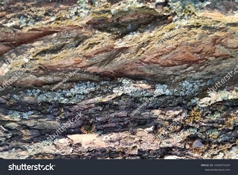 Tree Bark Texture Vector Background Design Stock Vector Royalty Free 2205472197 Shutterstock