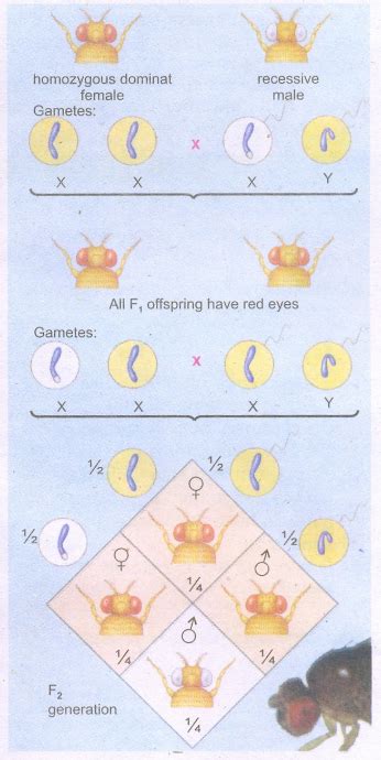 knowledge class sex linkage