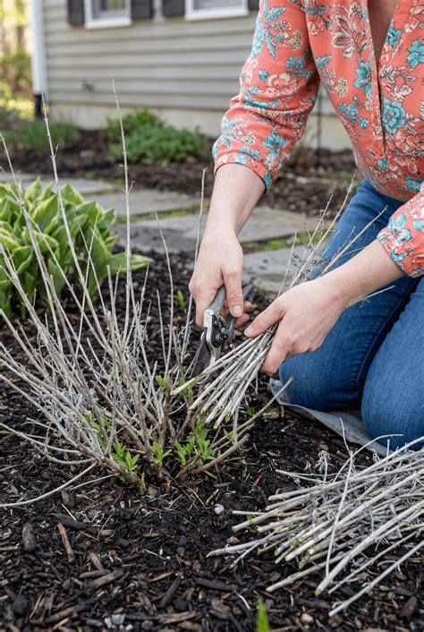 10 Shrubs You Can Still Prune In April For Stronger Growth And Better