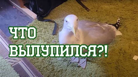 Пустите чайку на диван Youtube