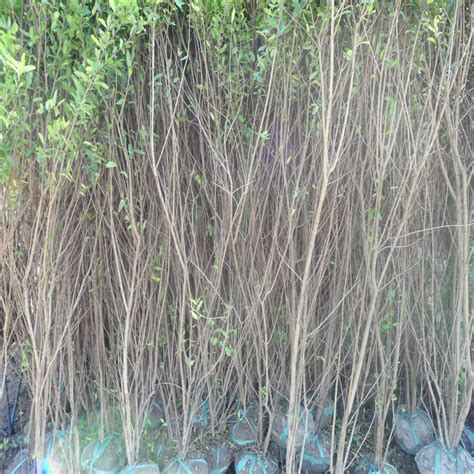 丛生花石榴 花灌木类 绿化苗木 苗木批发 沭阳县广汉园林苗木场